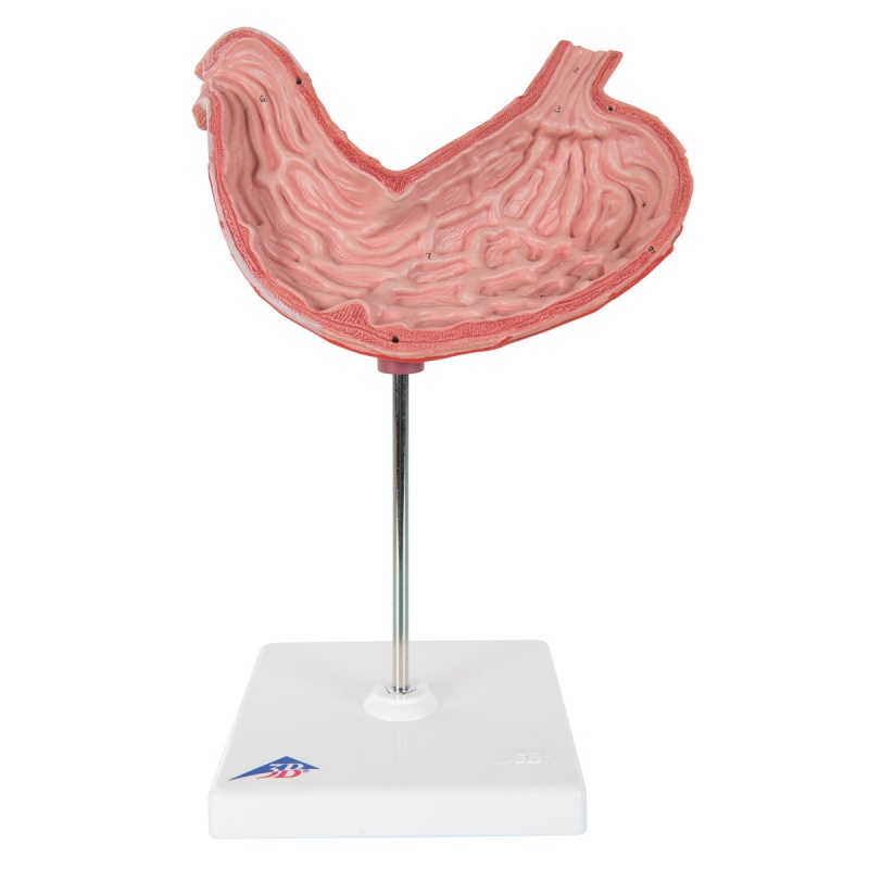 Stomach Model (2-Part) - LabWorld.co.uk